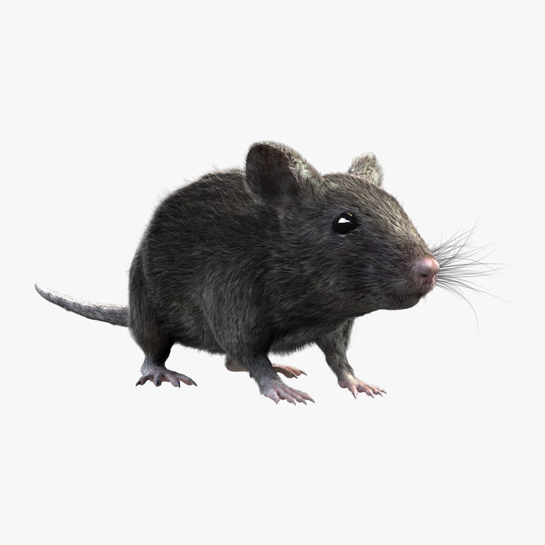 Grey House Mouse - 3d Model