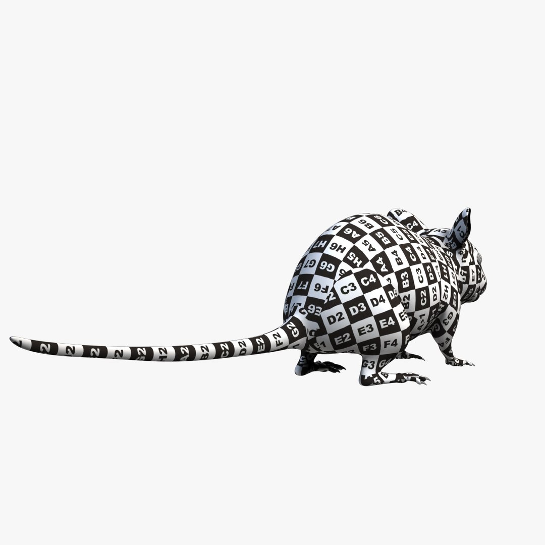 Grey House Mouse - 3d Model