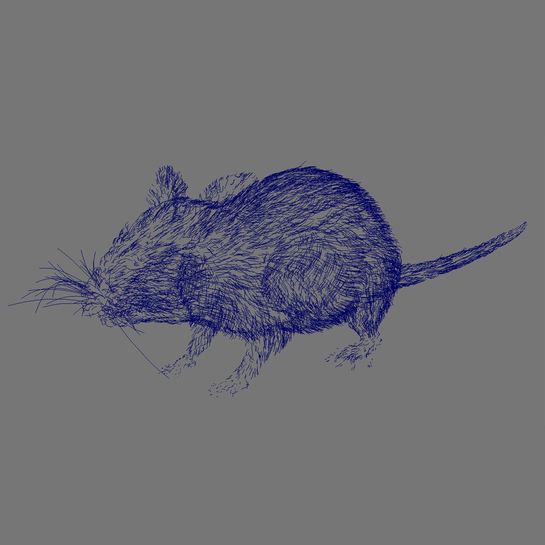 Grey House Mouse - 3d Model