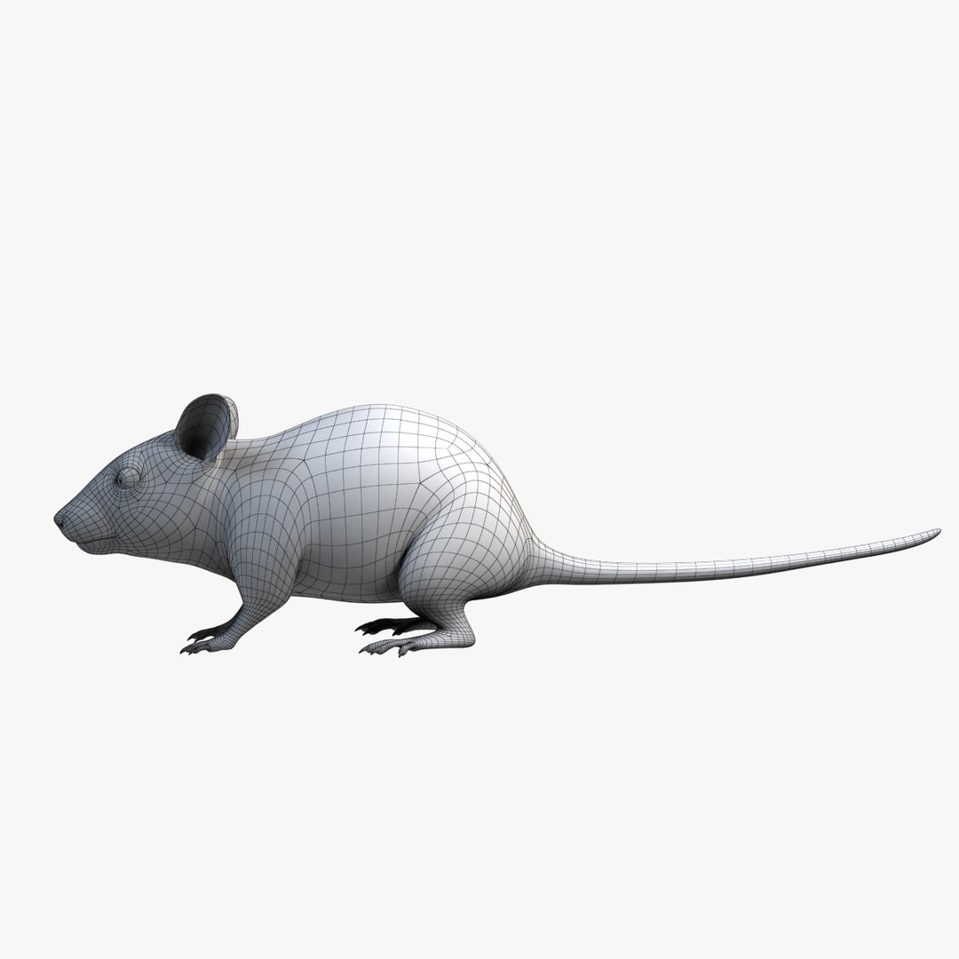 Grey House Mouse - 3d Model