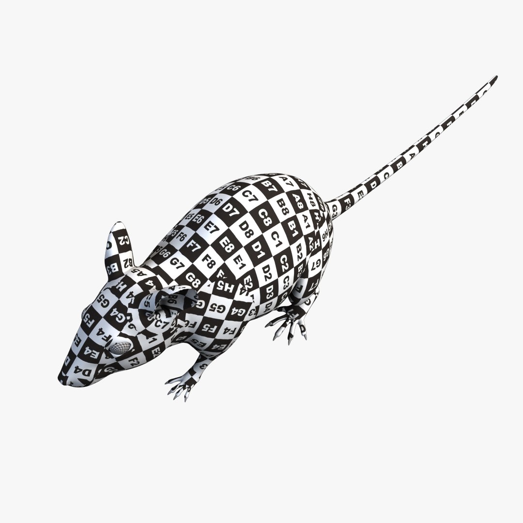 Grey House Mouse - 3d Model