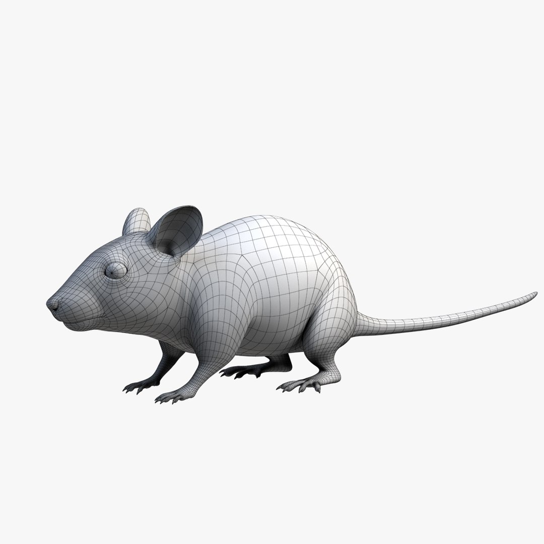 Grey House Mouse - 3d Model