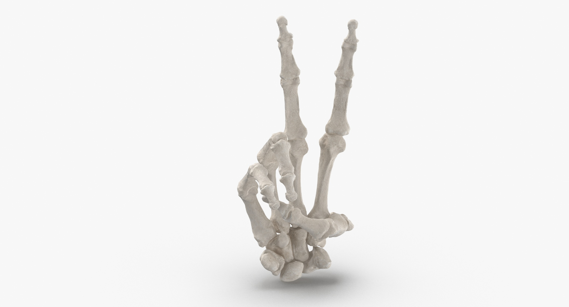 3D Model Human Hand Bones Peace Sign White And Yellow Collection 01 - 2 ...