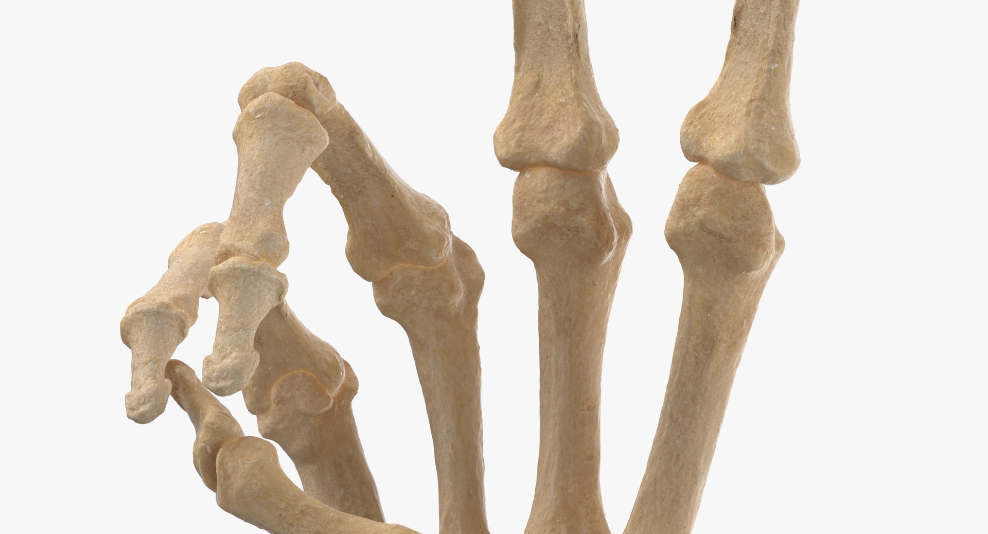 3D Model Human Hand Bones Peace Sign White And Yellow Collection 01 - 2 ...