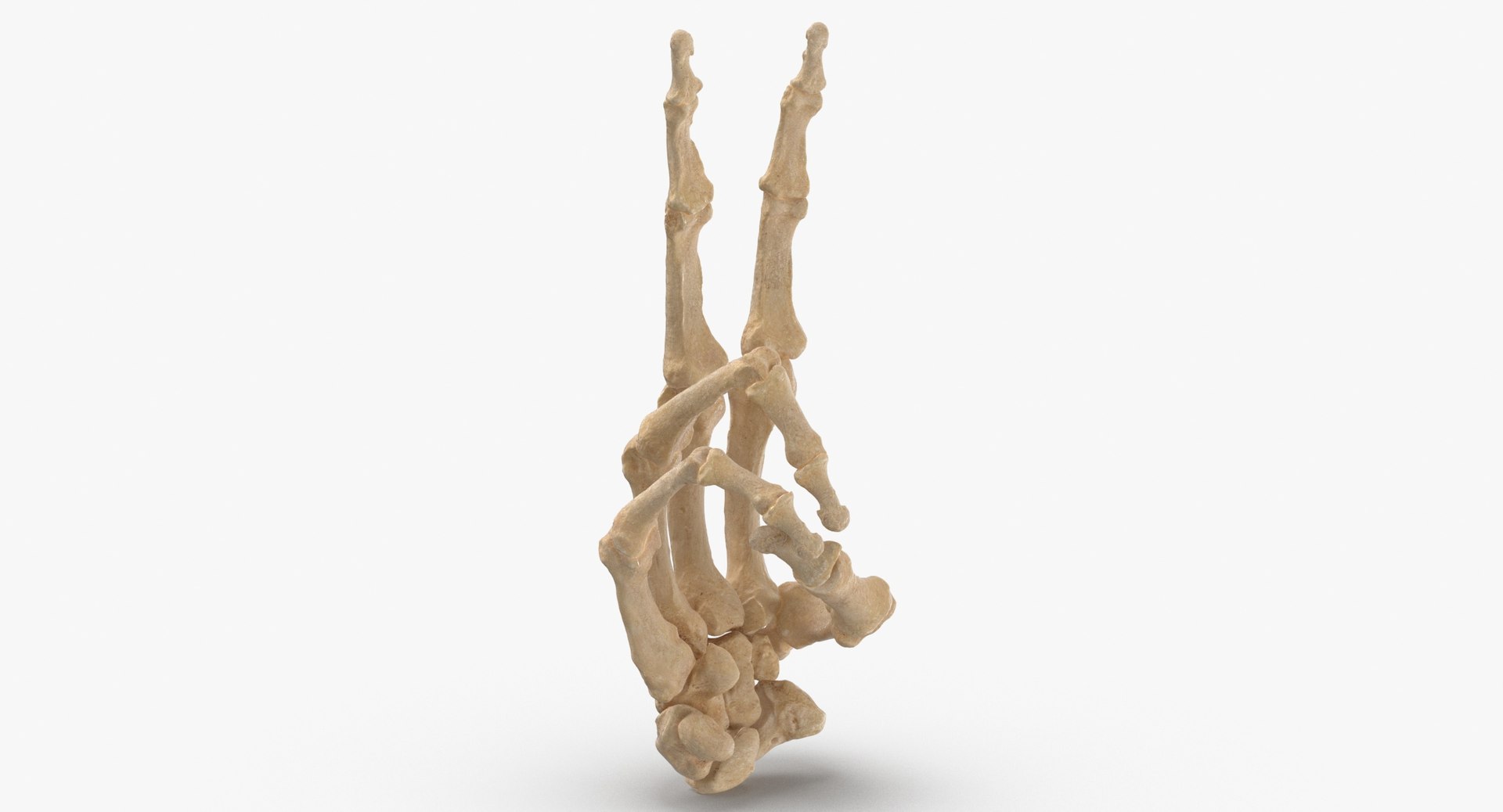 3D Model Human Hand Bones Peace Sign White And Yellow Collection 01 - 2 ...
