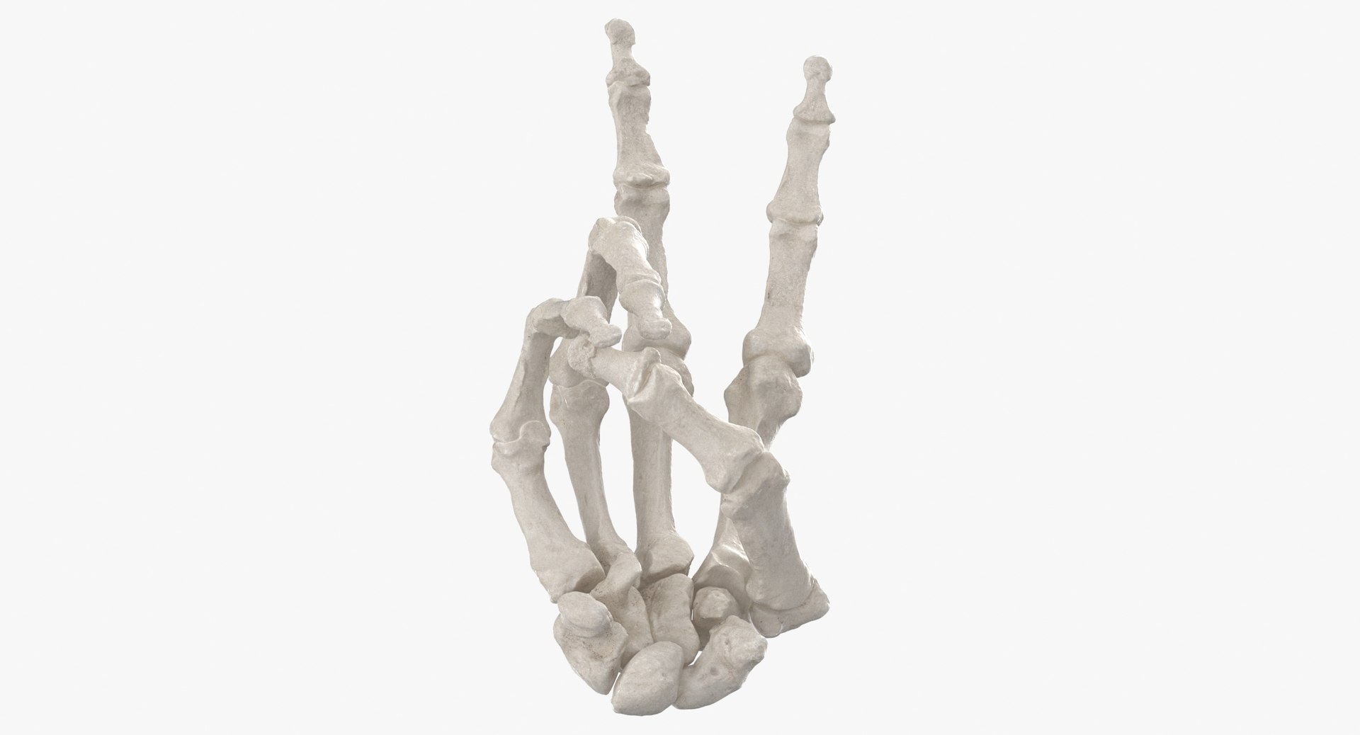 3D Model Human Hand Bones Peace Sign White And Yellow Collection 01 - 2 ...