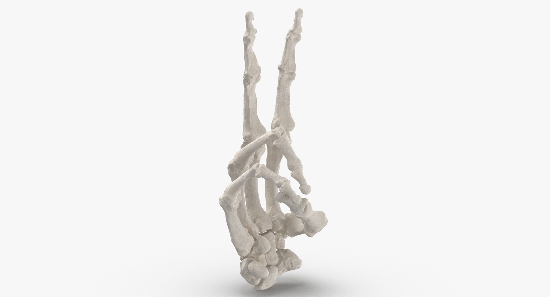 3D Model Human Hand Bones Peace Sign White And Yellow Collection 01 - 2 ...