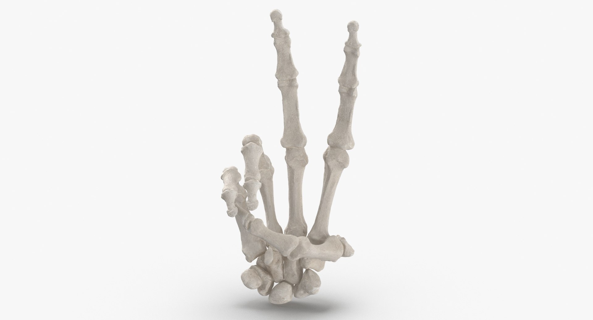 3D Model Human Hand Bones Peace Sign White And Yellow Collection 01 - 2 ...