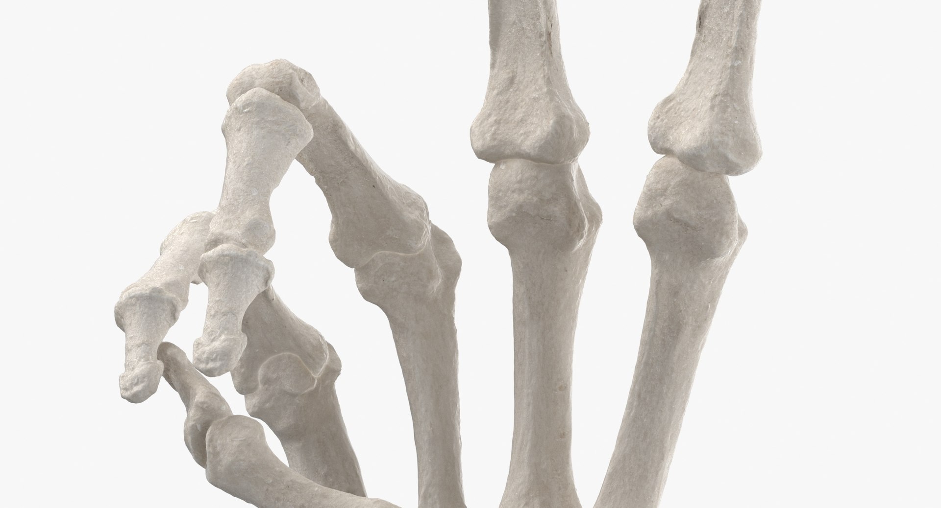 3D Model Human Hand Bones Peace Sign White And Yellow Collection 01 - 2 ...
