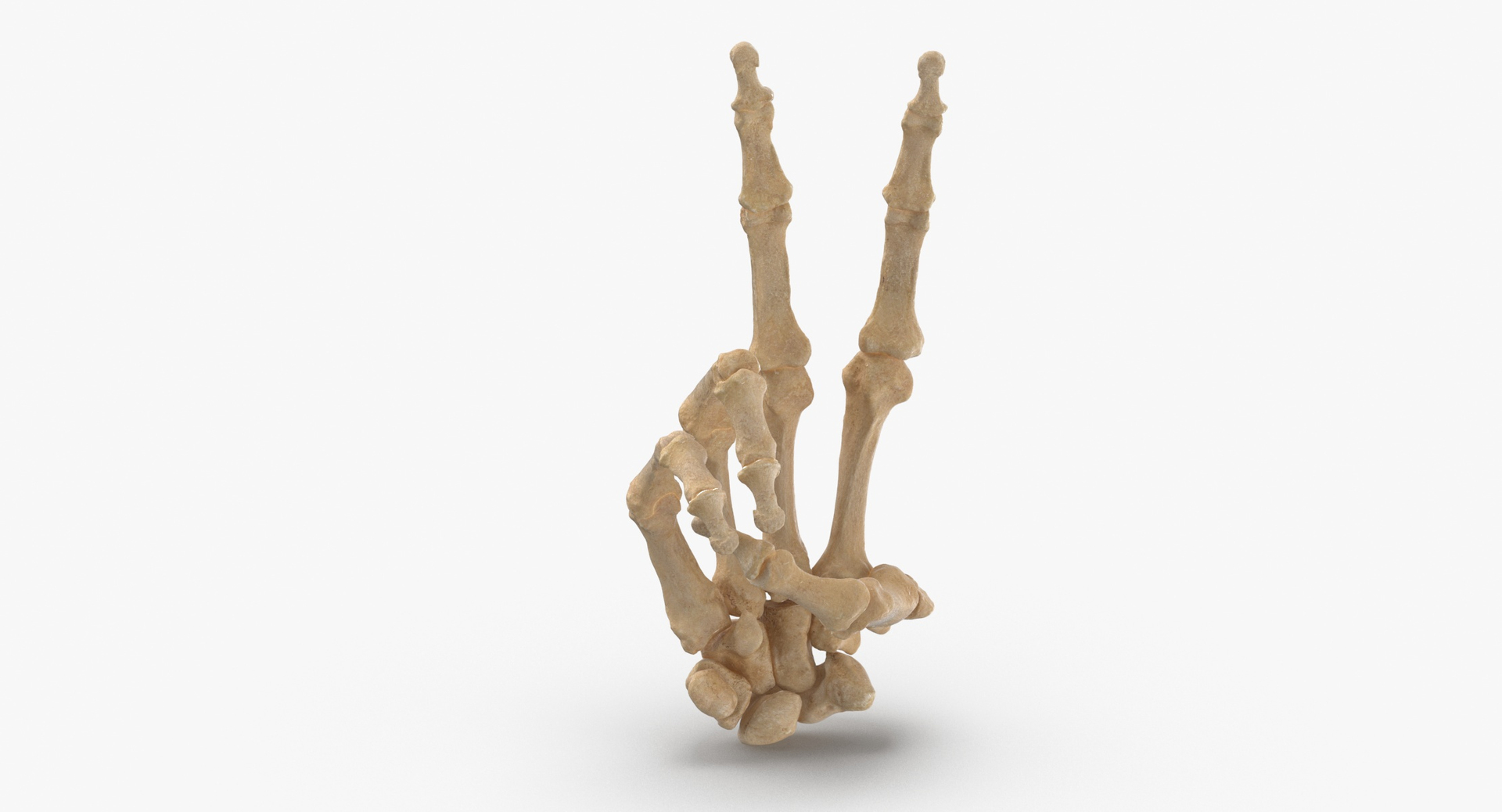 3D Model Human Hand Bones Peace Sign White And Yellow Collection 01 - 2 ...