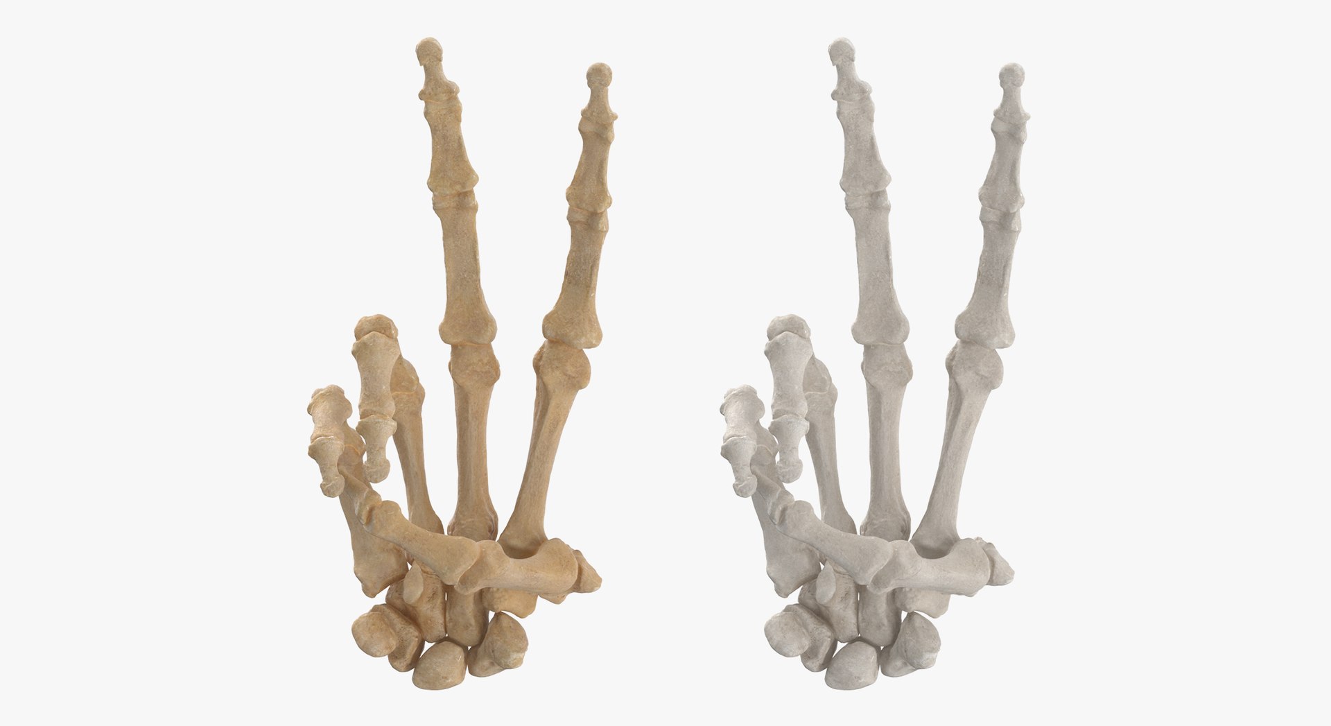 3D Model Human Hand Bones Peace Sign White And Yellow Collection 01 - 2 ...