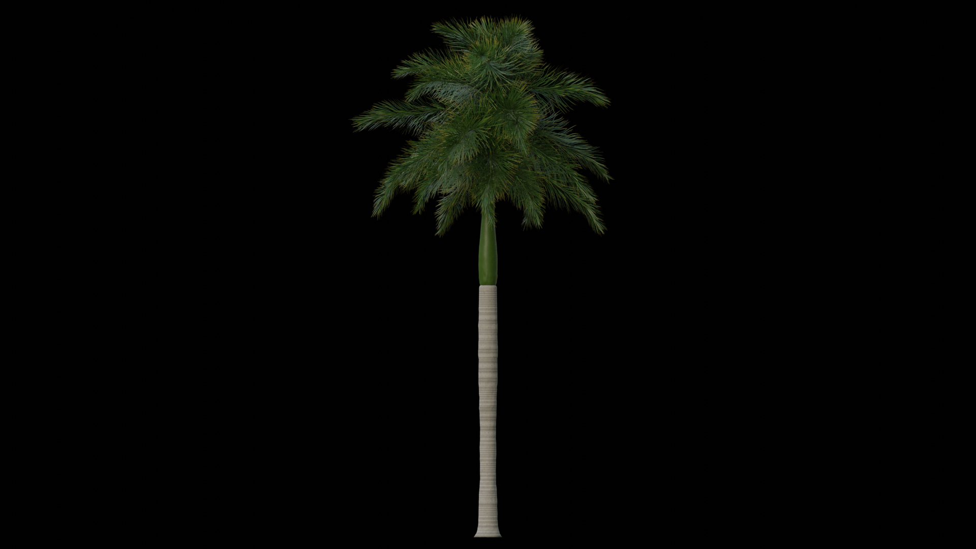 Royal Palm Animated Loop 3D Model - TurboSquid 1910878