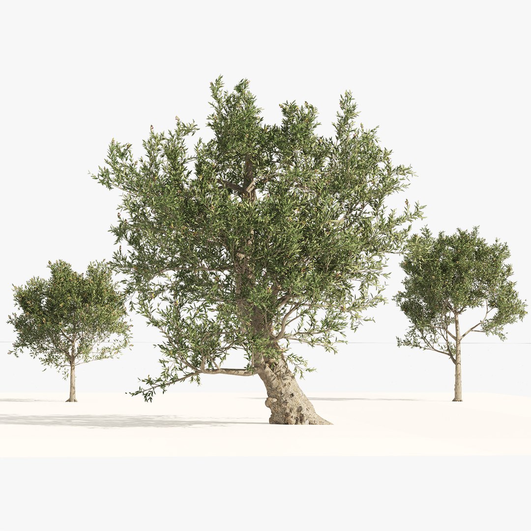 Mediterranean Olive Trees 3D Model - TurboSquid 1944586