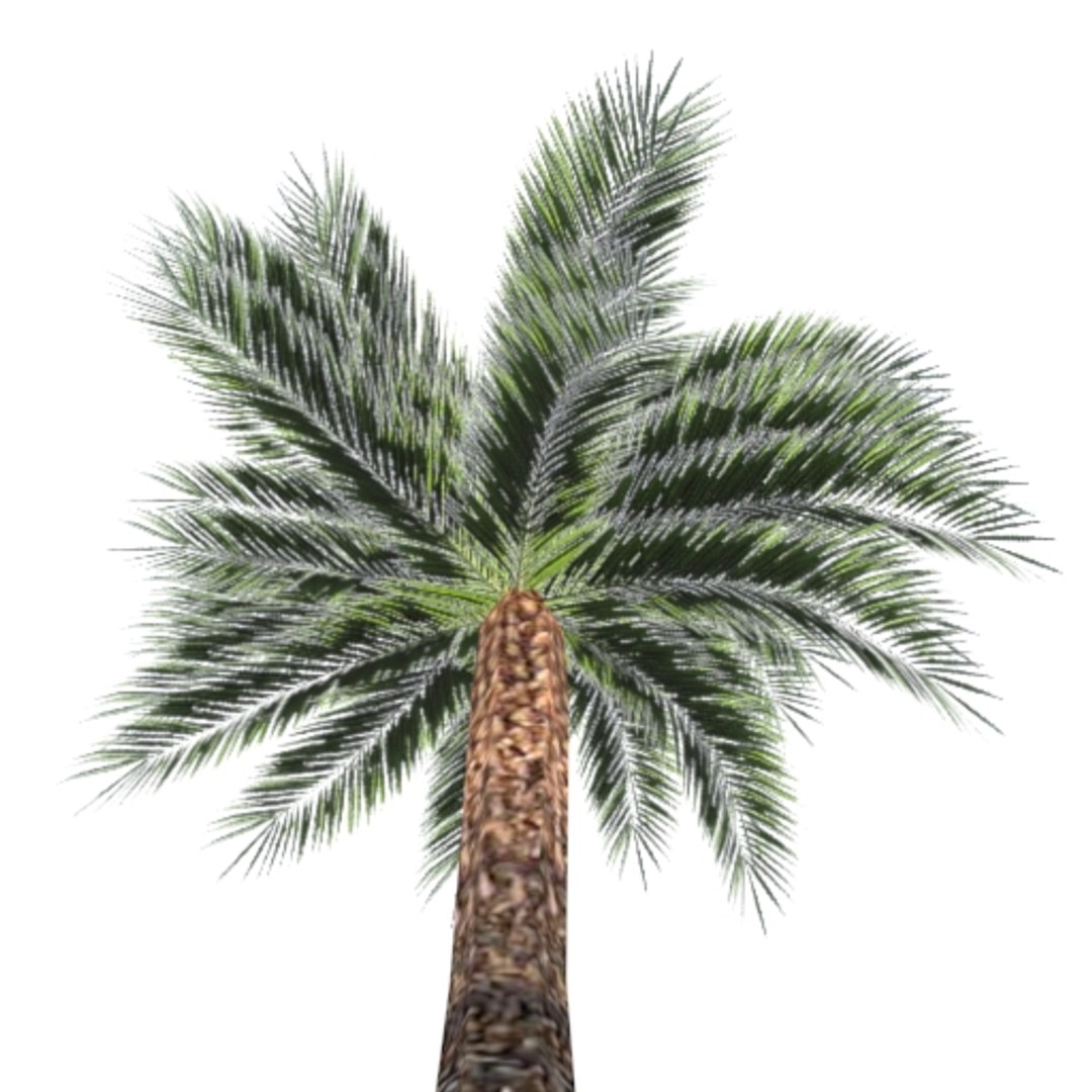 Dates Palm Tree 3D - TurboSquid 1612980