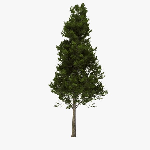 Deciduous Tree 3D Models for Download | TurboSquid