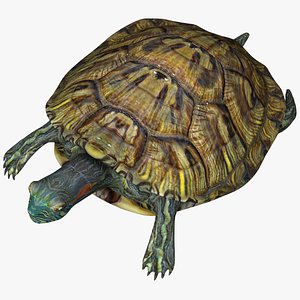 Turtle reptile shell 3D - TurboSquid 1246263