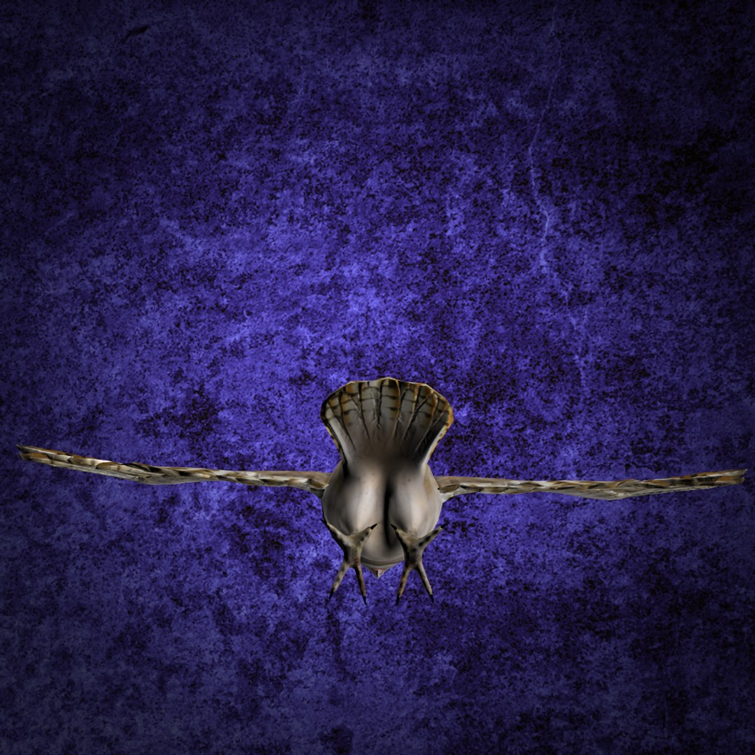 Barn Owl 3D Model | 1141953 | TurboSquid