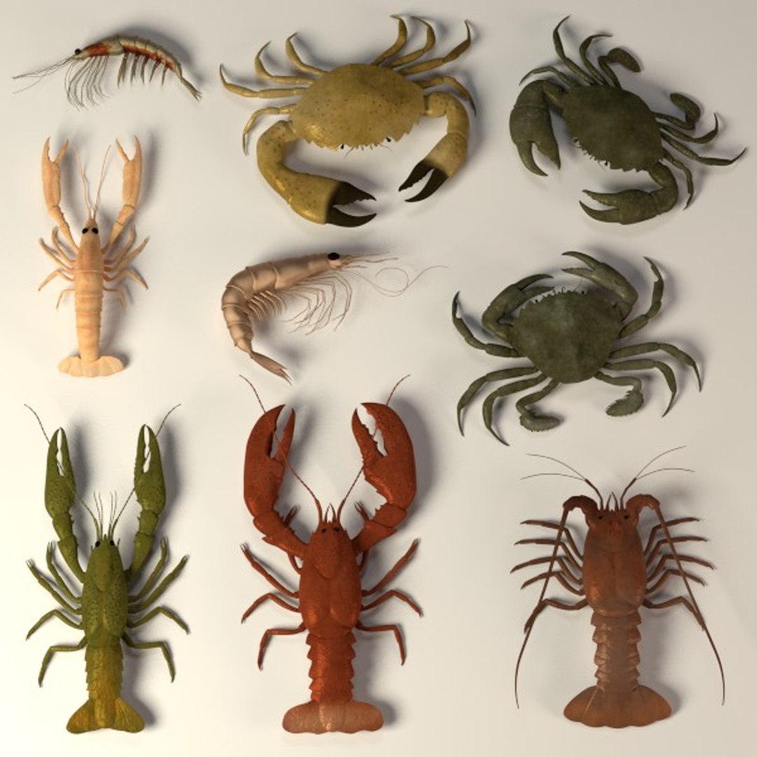 3d Crustacean Crabs Lobster Model