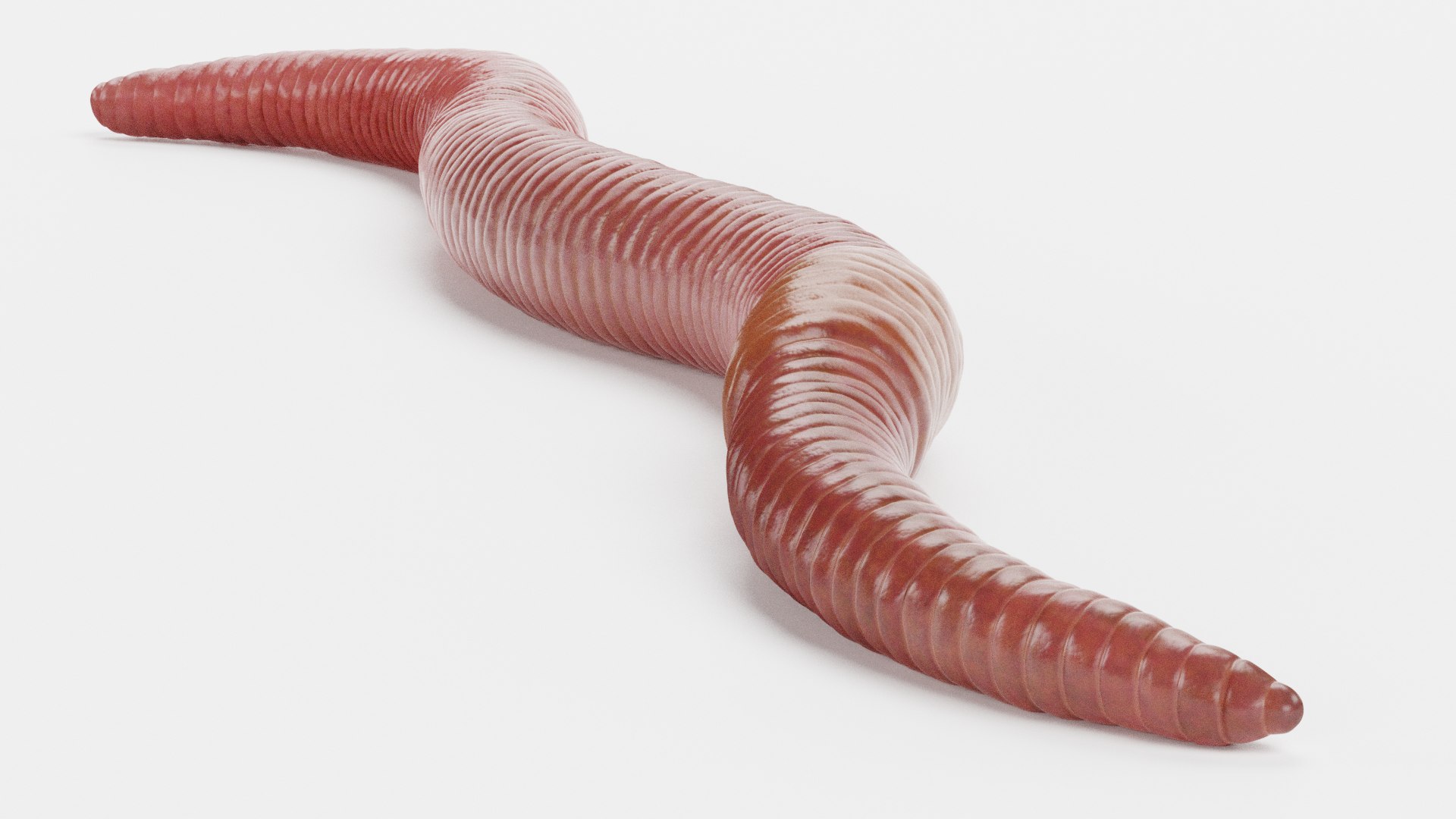 Earthworm Earth Worm 3D Model - TurboSquid 1659196