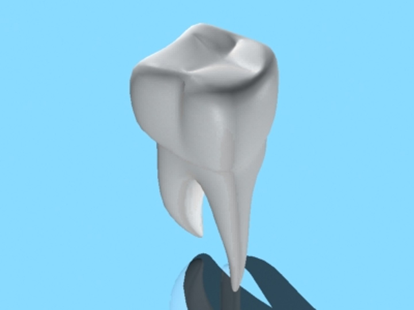 3d human tooth model