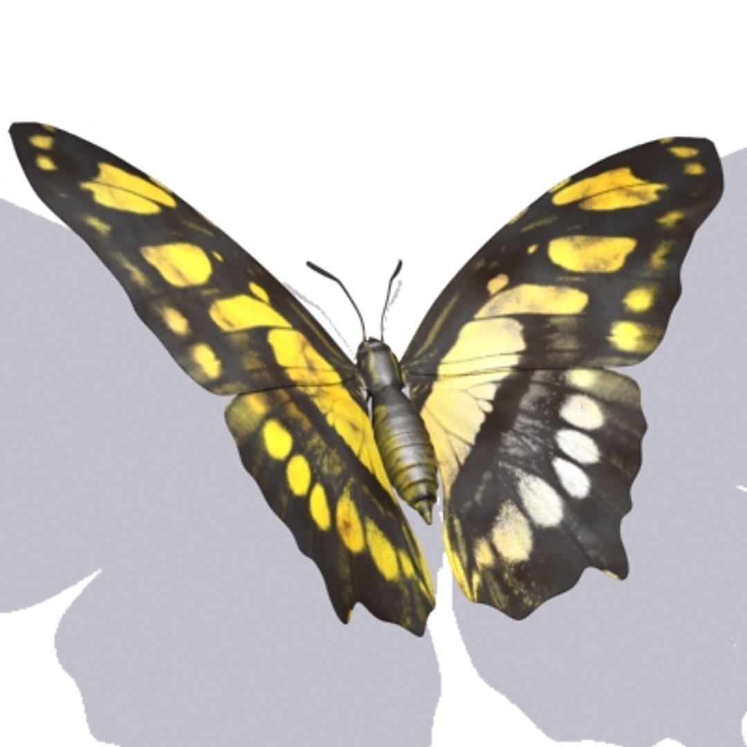 3d Butterfly
