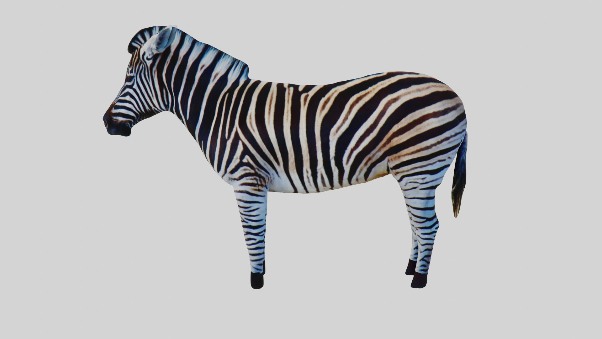 3D Low Poly Zebra Rigged With Realistic Texture - TurboSquid 1876178