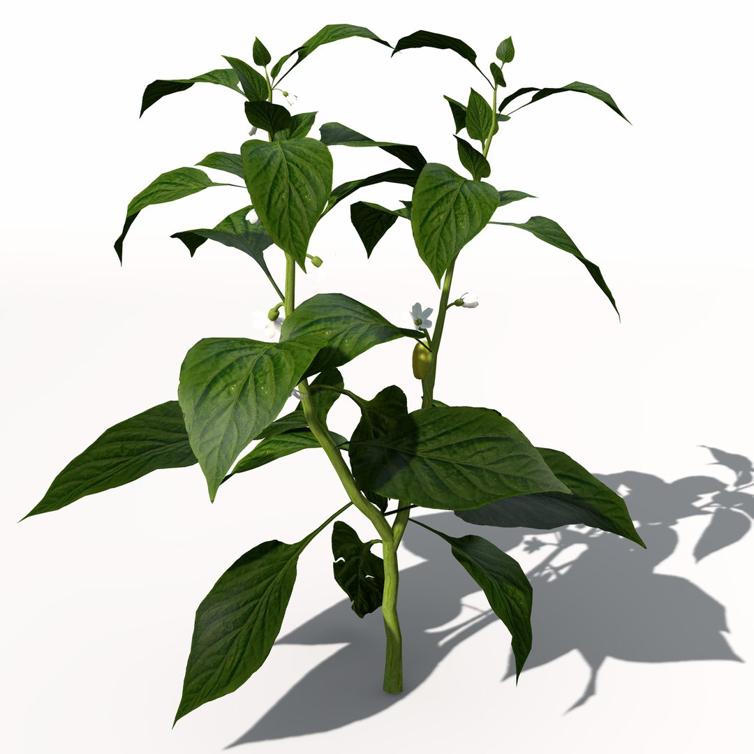 Xfrogplants Chili Pepper Plant 3d Obj