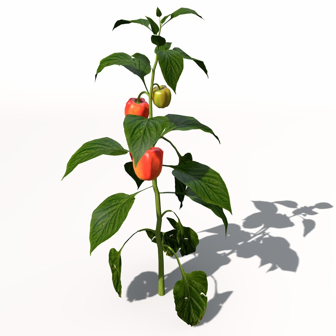 Xfrogplants Chili Pepper Plant 3d Obj