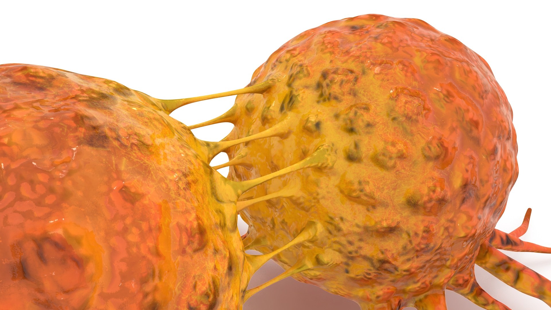 3D Cancer Cell Dividing Model - TurboSquid 2201899