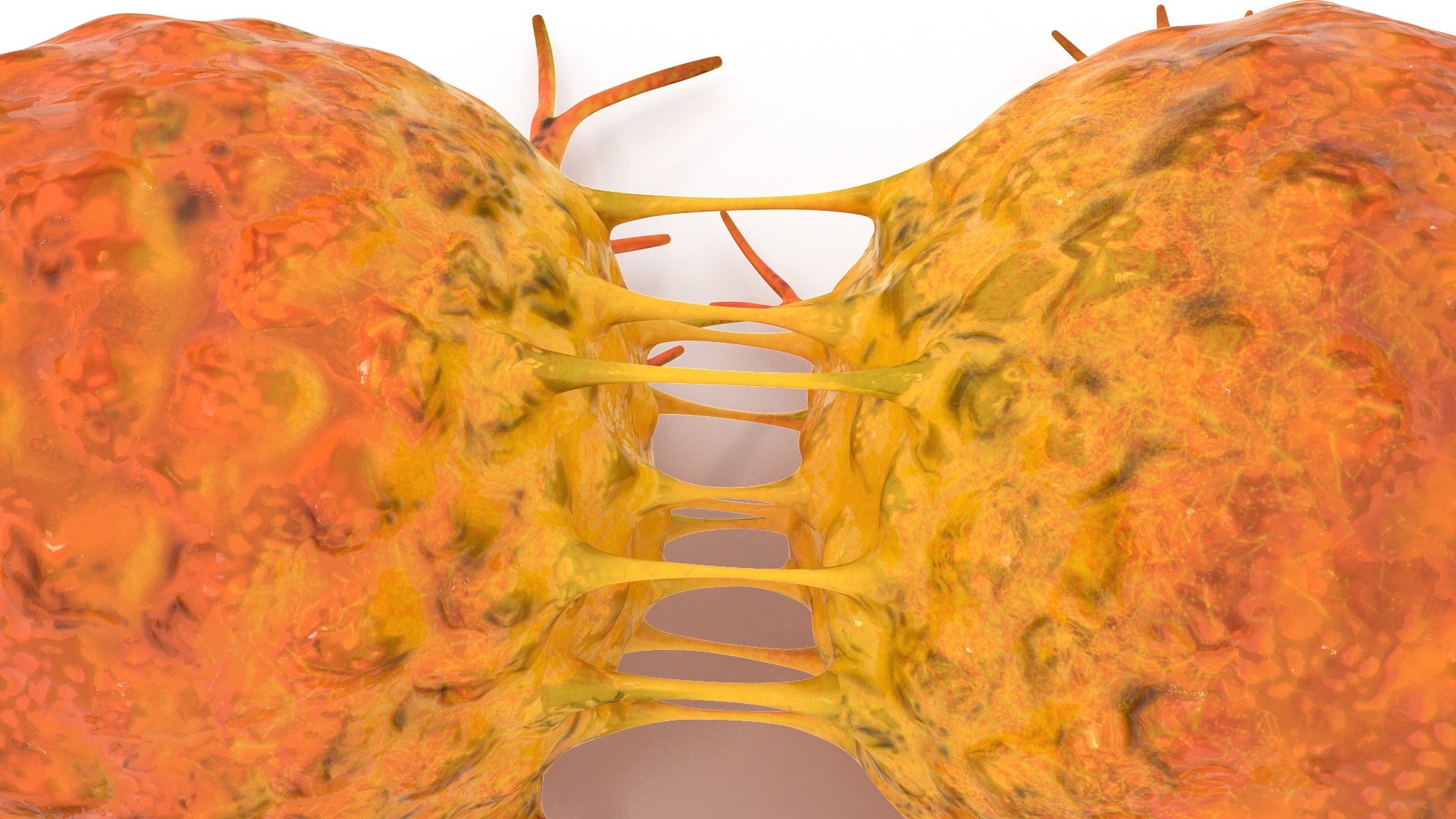 3D Cancer Cell Dividing Model - TurboSquid 2201899