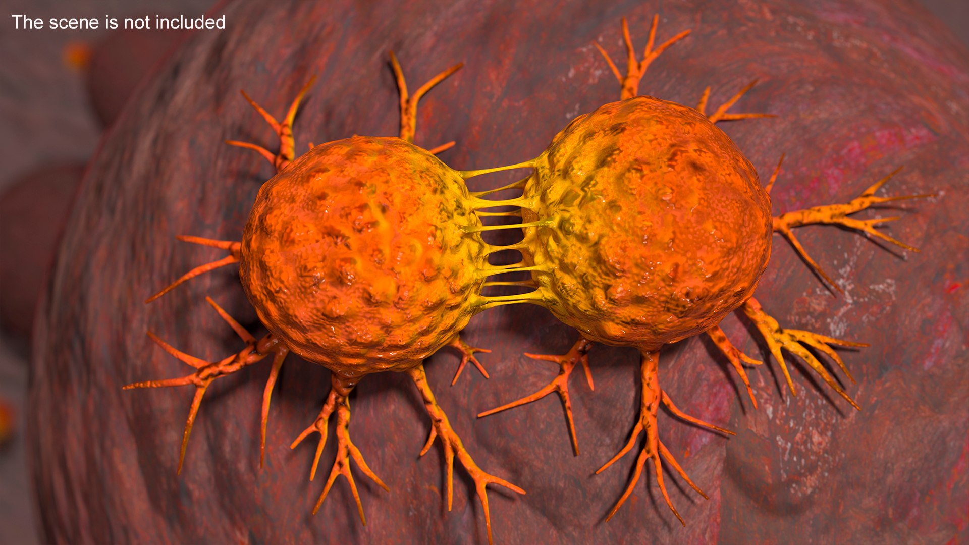 3D Cancer Cell Dividing Model - TurboSquid 2201899