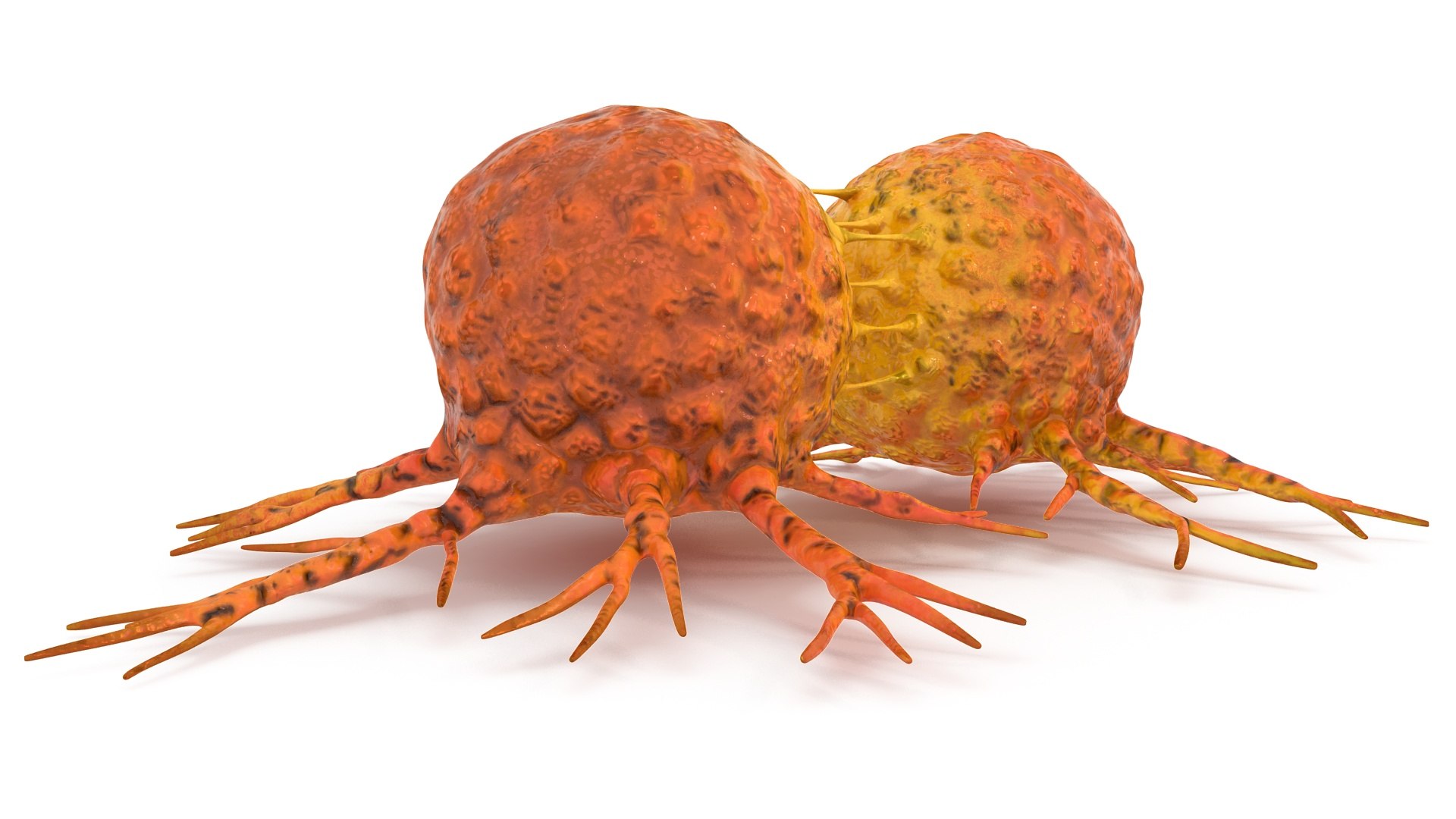 3D Cancer Cell Dividing Model - TurboSquid 2201899