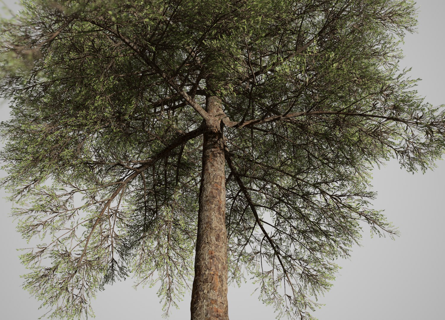 Conifer Tree 001 model - TurboSquid 1745552