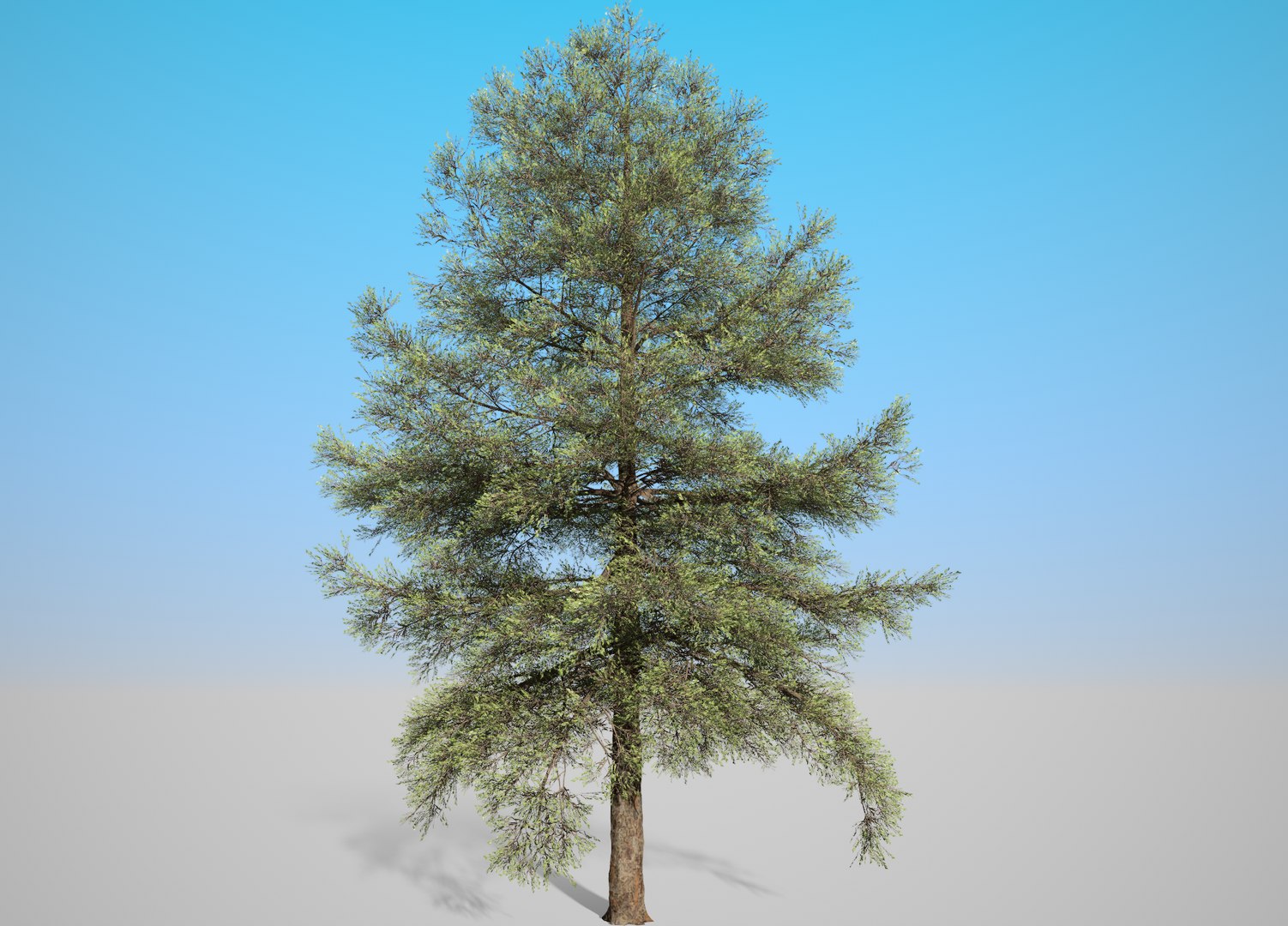 Conifer Tree 001 model - TurboSquid 1745552