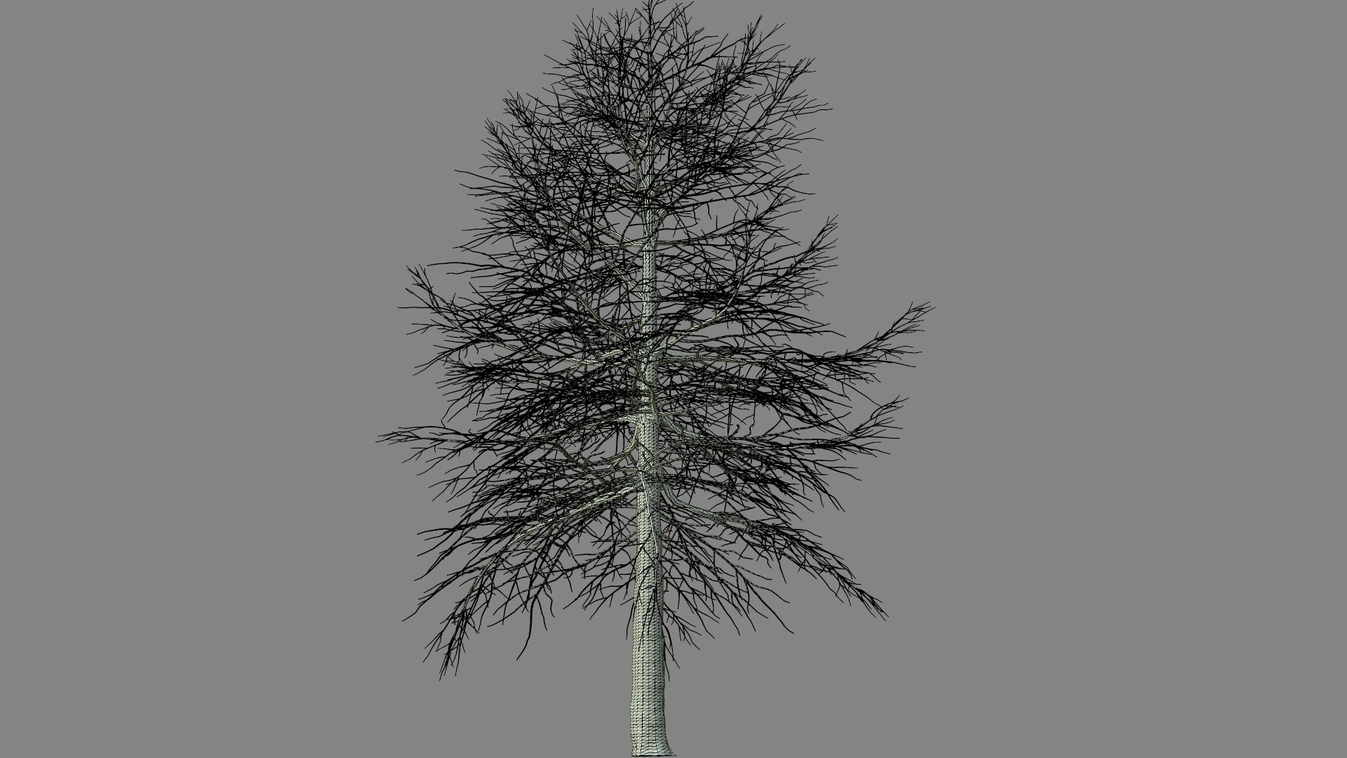 Conifer Tree 001 model - TurboSquid 1745552