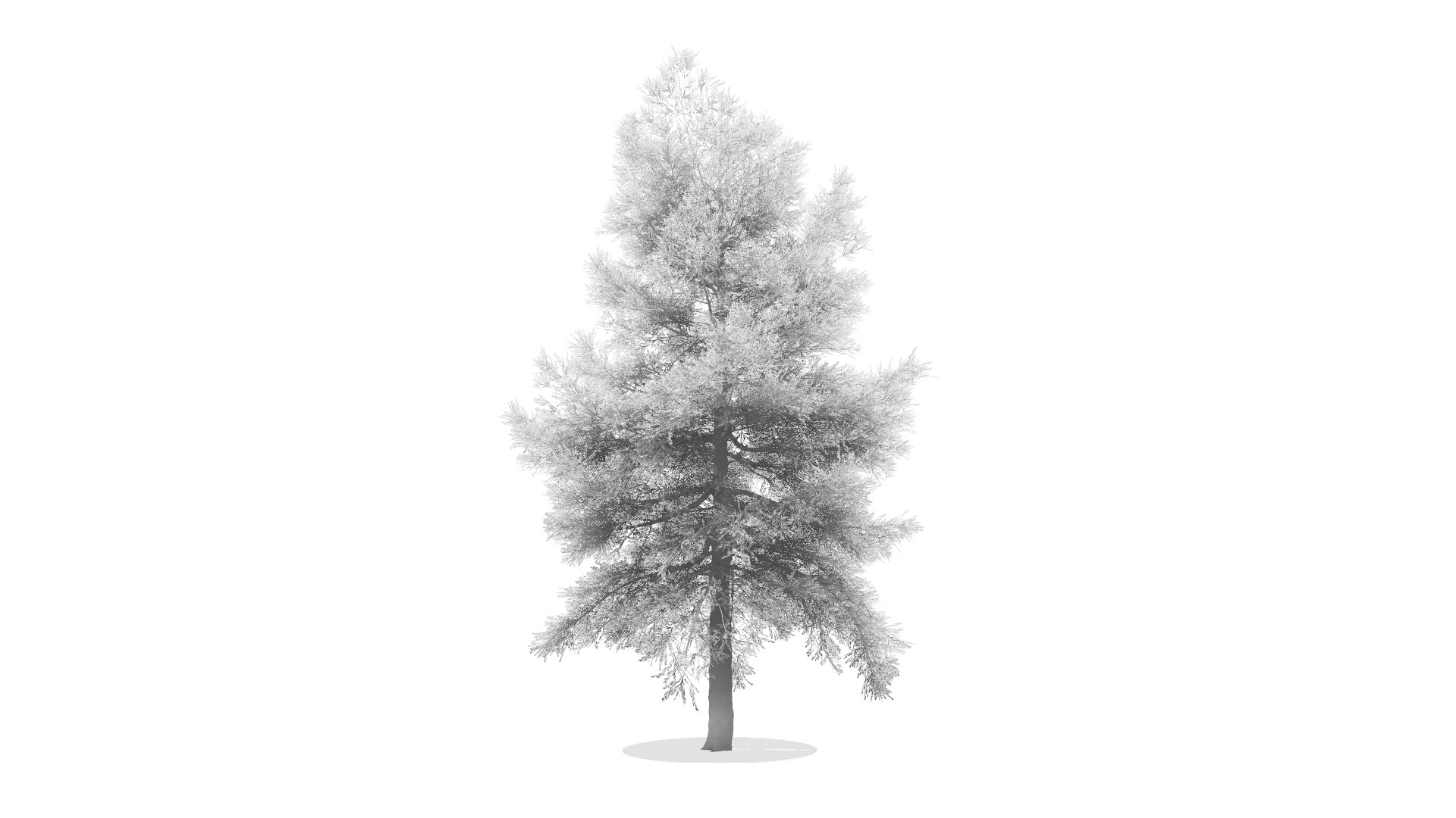 Conifer Tree 001 model - TurboSquid 1745552
