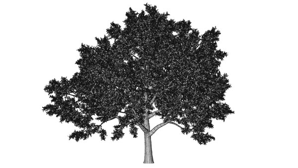 3D oak tree - TurboSquid 1690917
