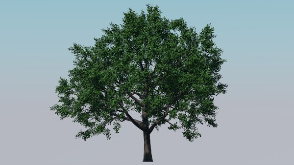 3D oak tree - TurboSquid 1690917