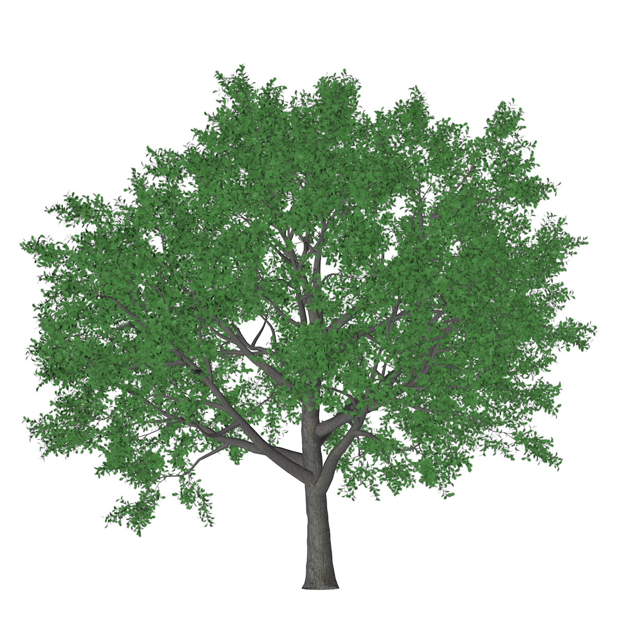 3D oak tree - TurboSquid 1690917