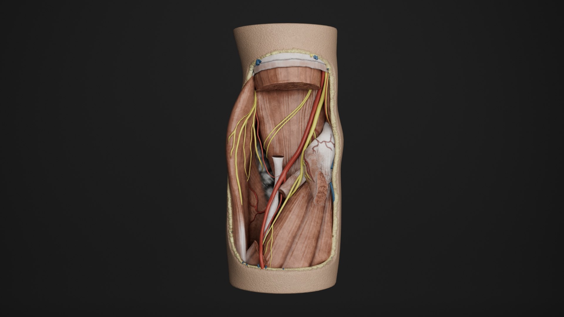 3D Human Anatomy-Nervous System-Deep Cubital Fossa - TurboSquid 2218372