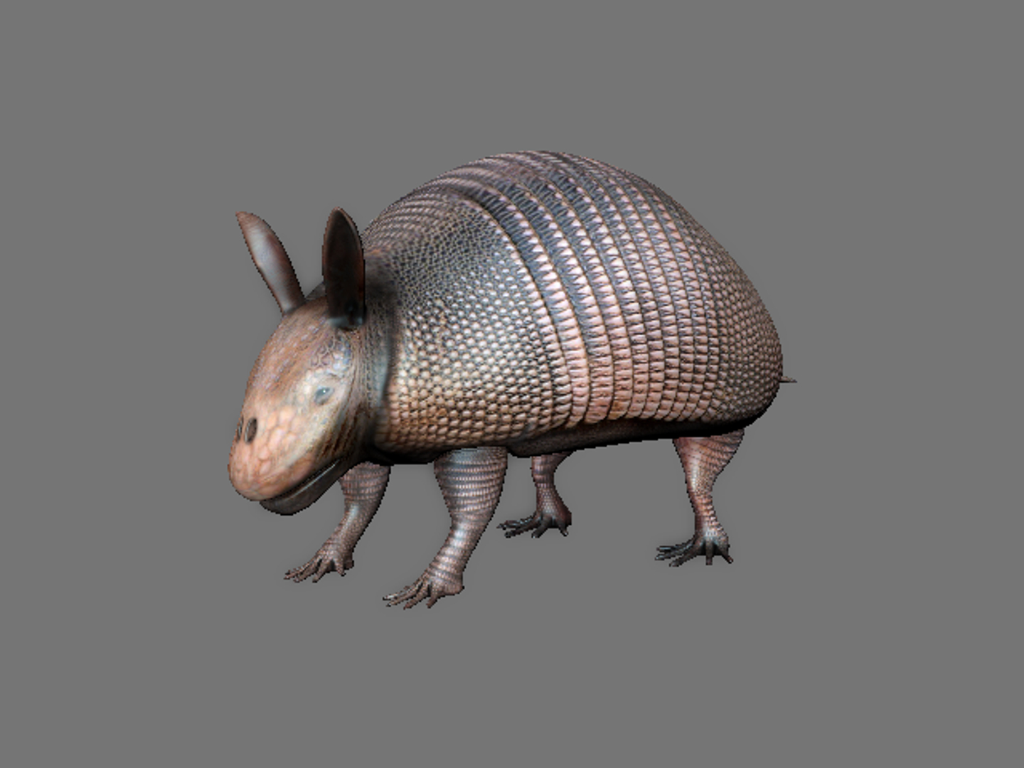 3d Animal Alien Creature