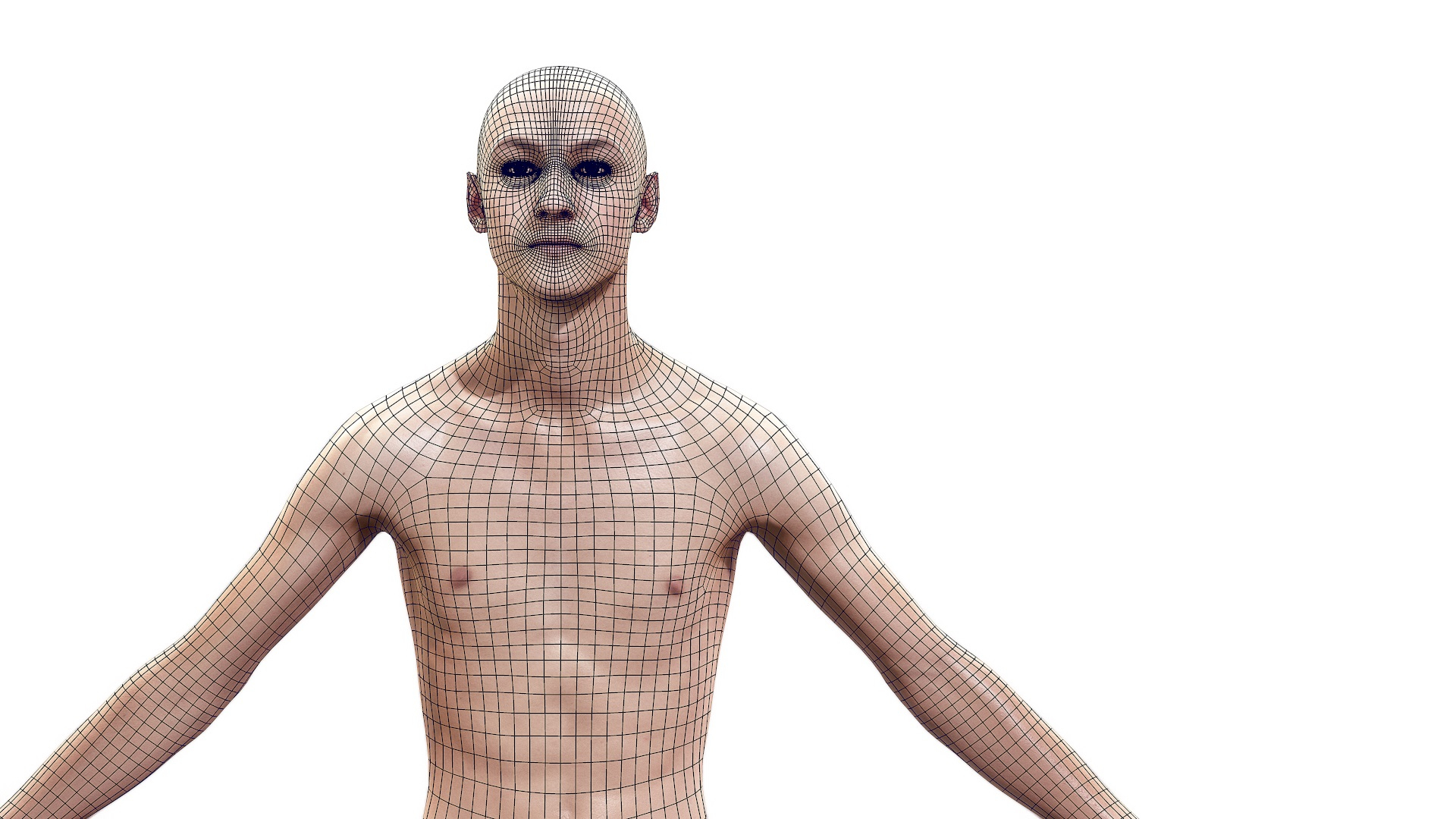 3d man character body anatomy model