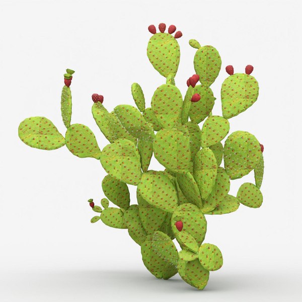 3D model CACTUS 1 - TurboSquid 1874615