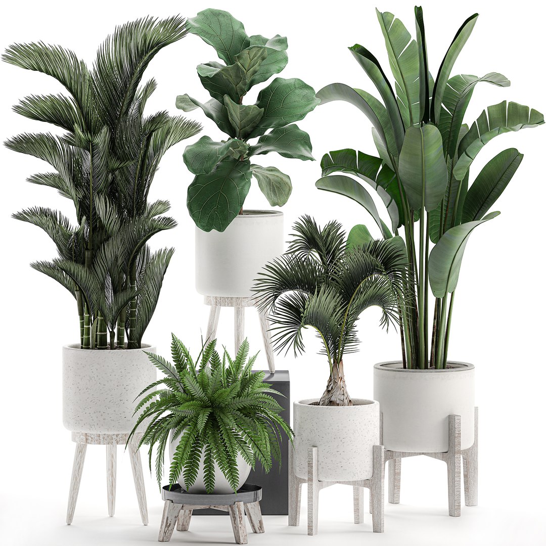 Decorative Plants White Pots 3D - TurboSquid 1574046