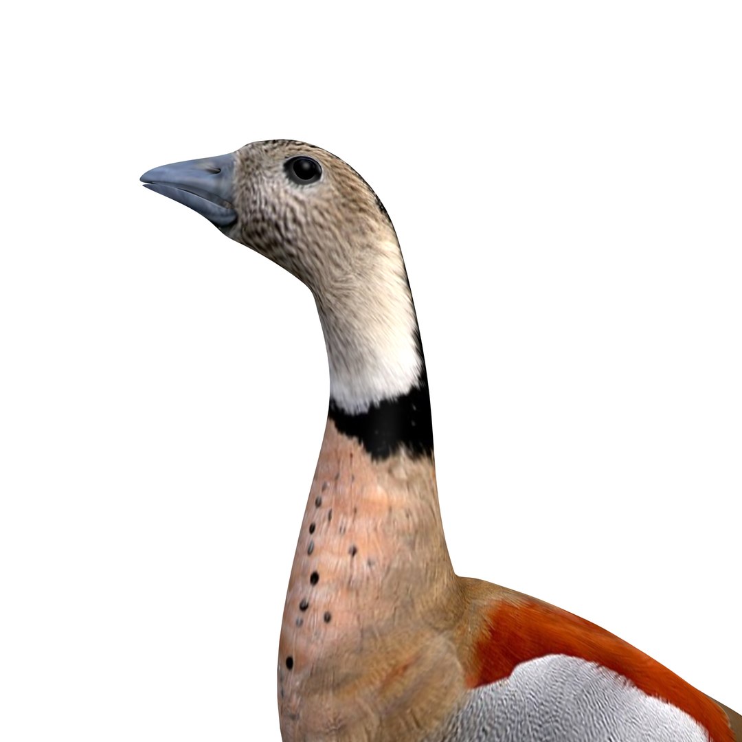 Bird Duck Goose Rig Model - TurboSquid 1318186
