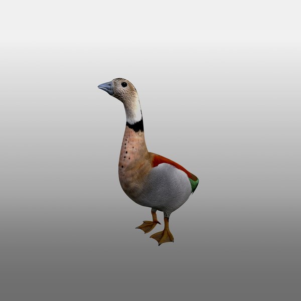 Blender Duck Models | TurboSquid