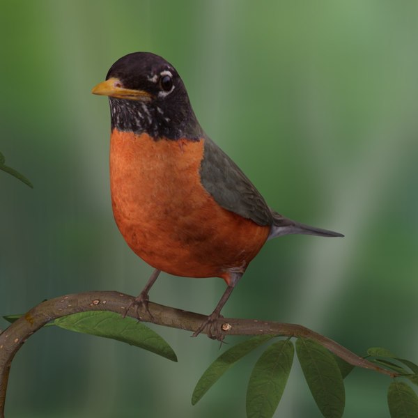 3d 3ds american robin birds ab