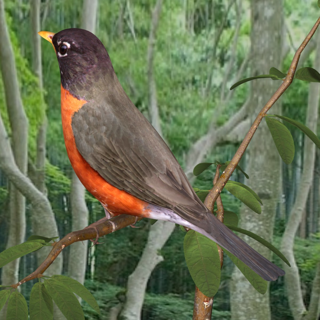 3d 3ds american robin birds ab