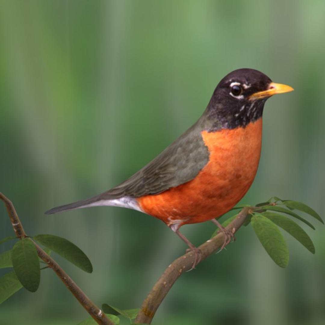 3d 3ds American Robin Birds Ab