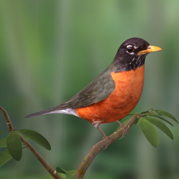 3d 3ds american robin birds ab